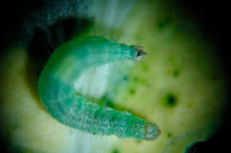 El hongo que controla plagas de insectos | Foro Agroferomonas
